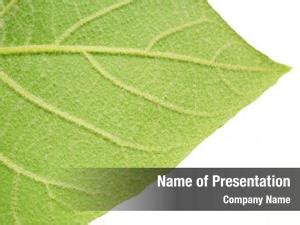 Leaf PowerPoint Templates Leaf PowerPoint Backgrounds Templates For PowerPoint Presentation