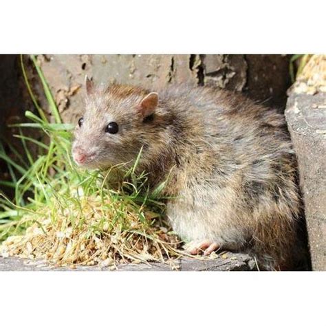 Rodent Pest Control Services At ₹ 1square Feetsq In New Delhi Id