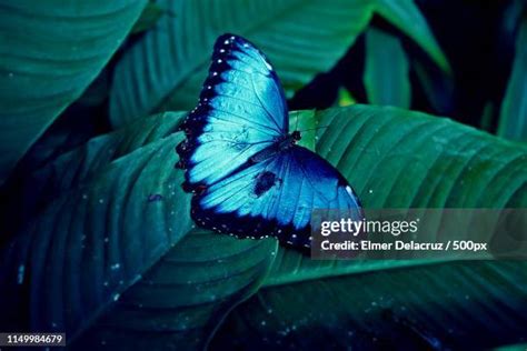 Cockrell Photos And Premium High Res Pictures Getty Images