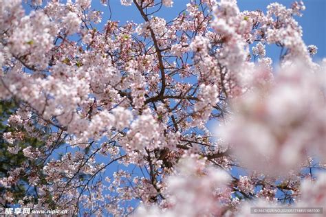 樱花摄影图 自然风景 旅游摄影 摄影图库 昵图网