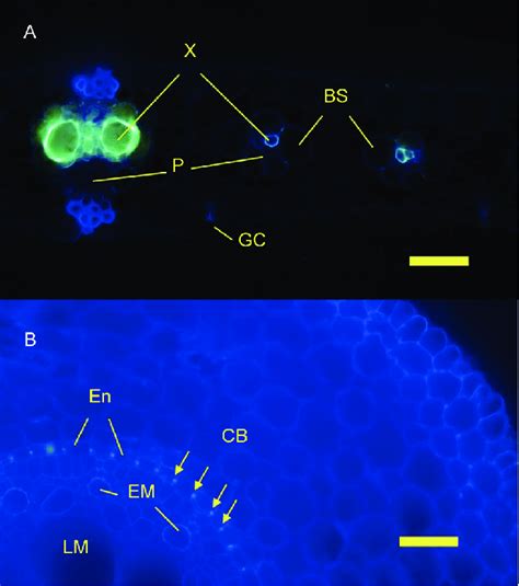 Mature Leaf A And Root B Cross Sections Of Hydroponically Grown Download Scientific Diagram