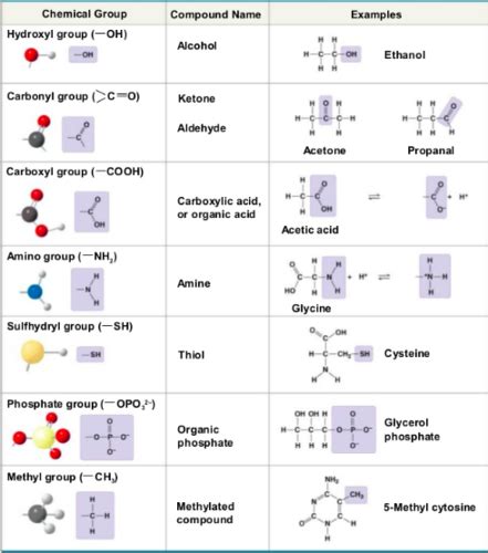 Bio 121 Chapter 4 Flash Flashcards Quizlet