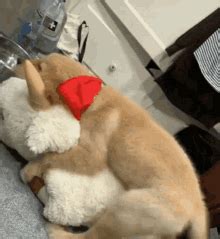 Dog Humping Dog Humping