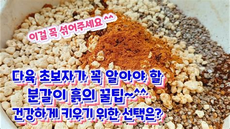 다육 초보자가 꼭 알아야 할 분갈이 배합토의 꿀팁정보 반드시 넣어야 할 이것은 Youtube