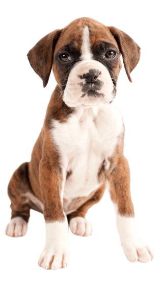Criadero Perros Boxer Medellín Colombia