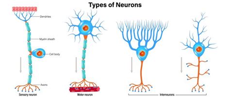 Types Of Neurons New Stem Cell Derived Neuron Datasets Available