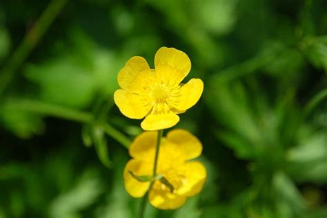 高山植物ミヤマキンポウゲ いこまいけ登山