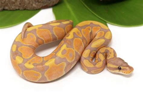 Different Banana Ball Python Morphs At Christie Llamas Blog