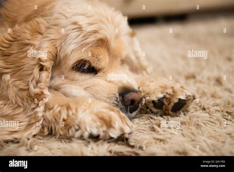 How Long Should A Cocker Spaniel Sleep