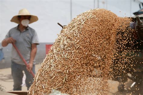 夏粮丰收！今年全国夏粮总产量14613万吨 搜狐大视野 搜狐新闻