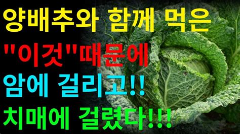 양배추와 절대로 함께 먹지 마세요 암과 치매에 걸릴 수 있습니다 양배추와 최악의 궁합 음식 3가지와 최고의 궁합 음식 3가지 [효능 건강정보] 건강 운동 치매예방