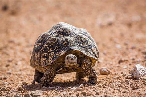 Leopard Tortoise