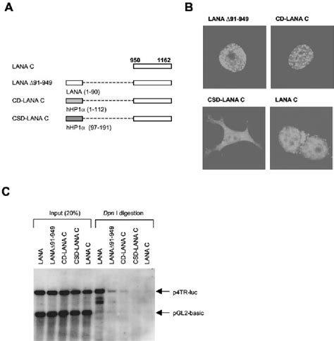 Figure 1 From Latency Associated Nuclear Antigen Of Kaposis Sarcoma Associated Herpesvirus