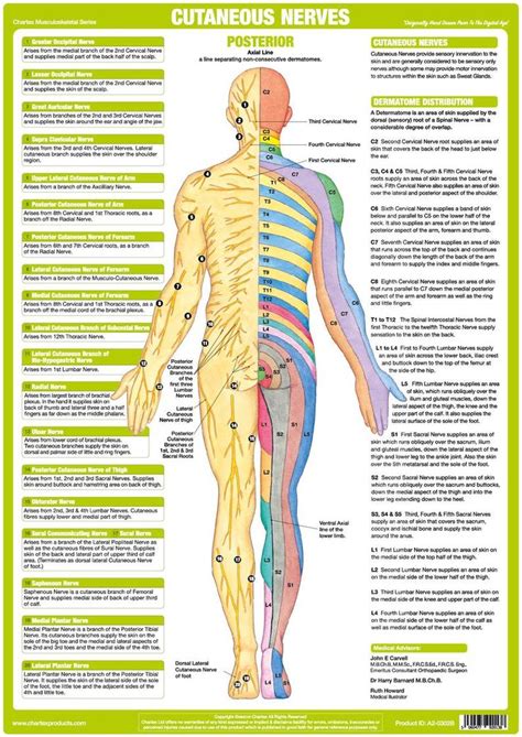 Major Nerves Of The Body