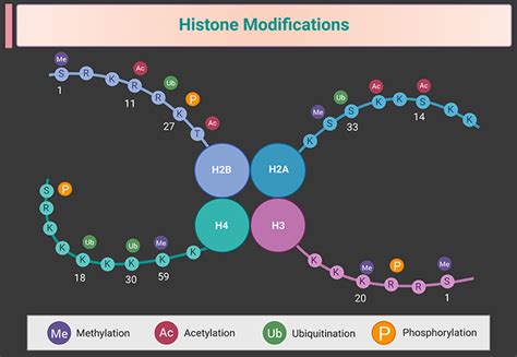 Mastering Methylation Unlocking The Secrets Of Health And Behavior