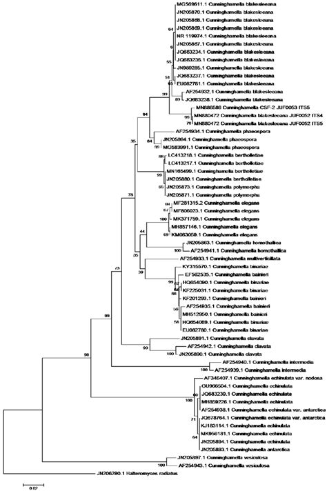 the maximum likelihood tree was derived using the bootstrap value of