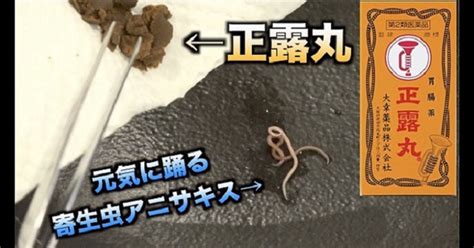 【閲覧注意】寄生虫アニサキスに正露丸をつけてみた結果・・・ メディアplus