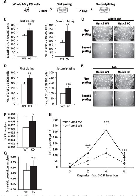 Figure 1 From Runx3 Deficiency Results In Myeloproliferative Disorder In Aged Mice Semantic