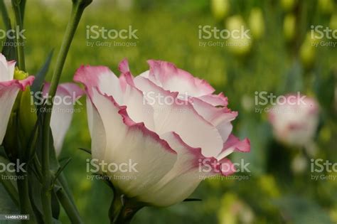 정원에서 분홍색 가장자리가 있는 아름다운 흰색 리시안투스 꽃의 근접 촬영 0명에 대한 스톡 사진 및 기타 이미지 0명 꽃 도라지 꽃 꽃의 구조 Istock