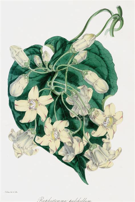 Joseph Paxton Antique Botanical Print 1834 Raphistemma Panteek