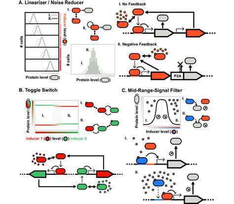 Examples Of Synthetic Circuit Geometries A Negative Autoregulation Download Scientific