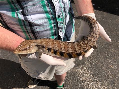 Blue Tongue Skink Northern Cb 2018 Female Proven Breeder Tiliqu Scincoides