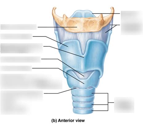 Larynx Diagram And Function Larynx Muscles Lecturio Laryngea