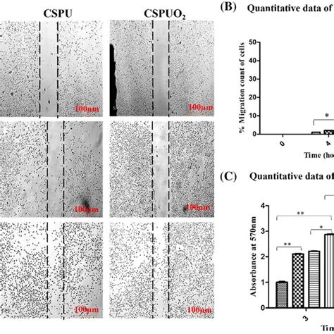 Assessment Of Migration Of Cells In Vitro A Images Were Taken By