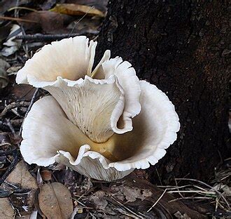 Fungi Wikipedia La Enciclopedia Libre