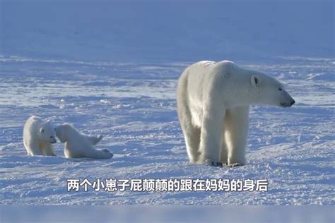 小北极熊第一次见海豹惊呆了，下一秒反应亮了，憋住别笑！海豹小北极熊反应