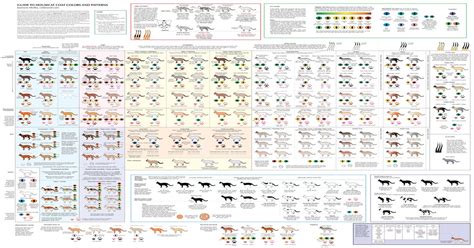 Guide To Housecat Coat Colors And Patterns 3200px × 2400px Verylargeimages