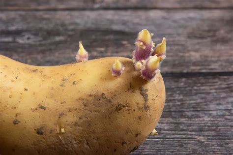 Are Sprouted Potatoes Poisonous These 9 Kinds Of Food Will Be