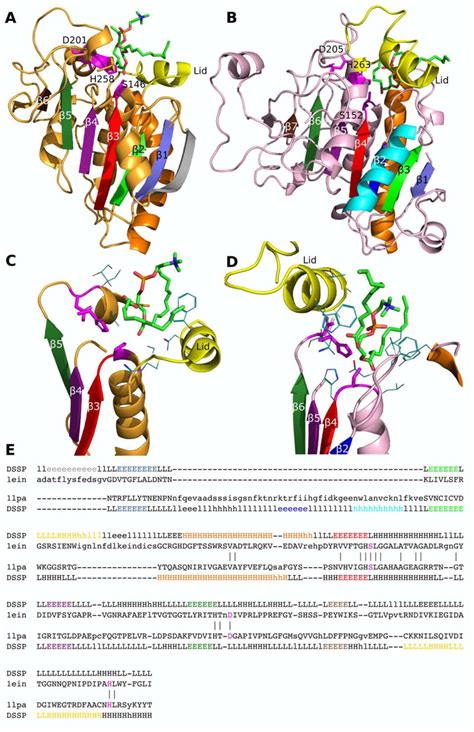 Homologous Lipase Domains May Lack The Rlm The Catalytic Triad Is