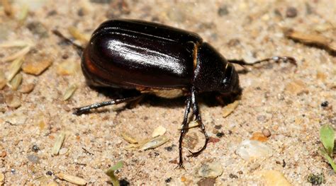 June Bug Life Cycle At Charlotte Mcgowan Blog