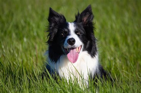 800 무료 Border Collie And 보더 콜리 이미지