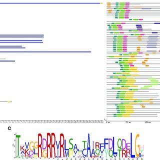 Multiple Sequence Alignment And Protein Sequence Of The TCP Domain A