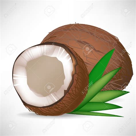 Whole Coconut Clipart 10 Free Cliparts Download Images On Clipground 2026
