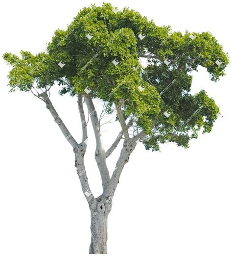 Cut Out Tree Png Vegetation