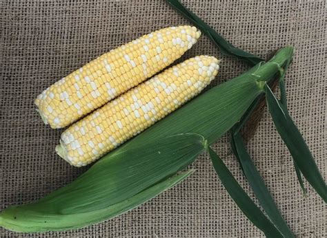 Buy Trinity Treated Corn Seed Online Bijaseeds