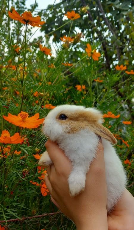 عکس های گوگولی بهترین تصاویر گوگولی پیشنهادی تاوعکس