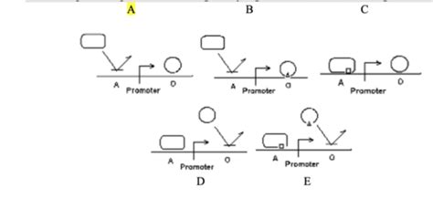 biol 221 lecture 16 mcqs flashcards quizlet