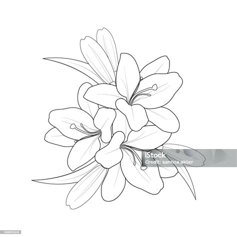 Gambar Buket Lily Sederhana Seni Pensil Bunga Lily Gambar Garis Besar