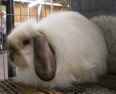 10 Conejos Con Las Orejas Caídas Descubre Estas Especies Tan