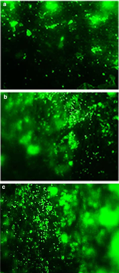 Fluorescence Microscopic Image Of Bacillus Sp Strain PE3 Biofilm On Download Scientific