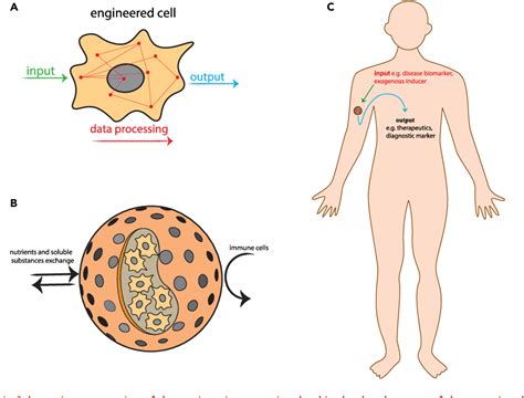 Figure 1 From Engineering Autonomous Closed Loop Designer Cells For