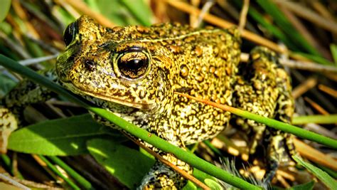 New Species Of Toad Discovered In U S For 1st Time In 50 Years