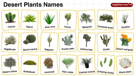 Desert Plants Names In English With Their Pictures