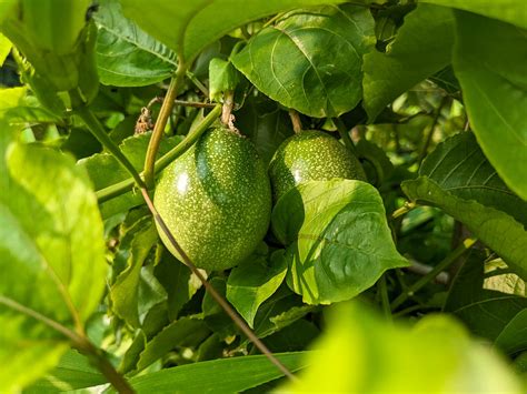 Passion Fruit Seedlings Passion Fruit Plant In The Process Of Repottig