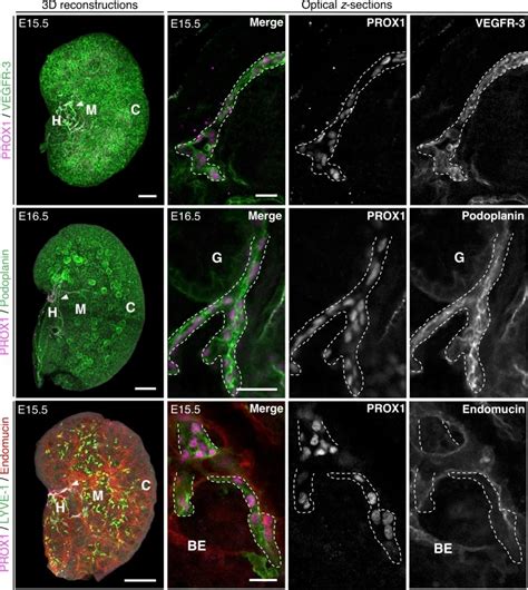 Podoplanin Antibody Alexa Fluor™ 488 53 5381 82