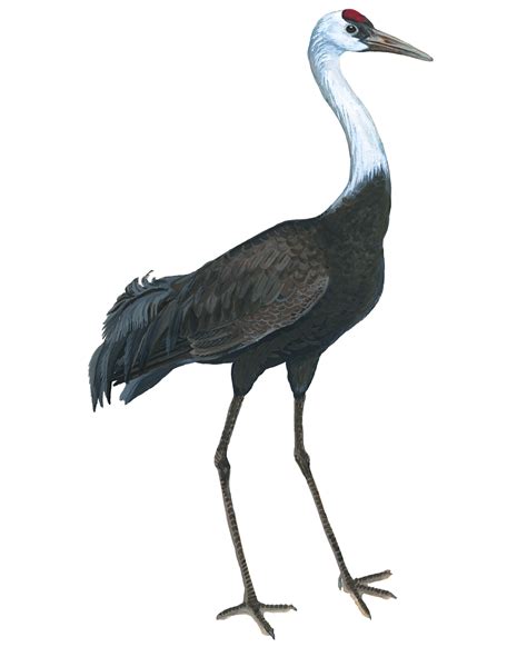 Чёрный журавль Grus Monacha Temminck 1835 « Красная книга Томской области ОГБУ